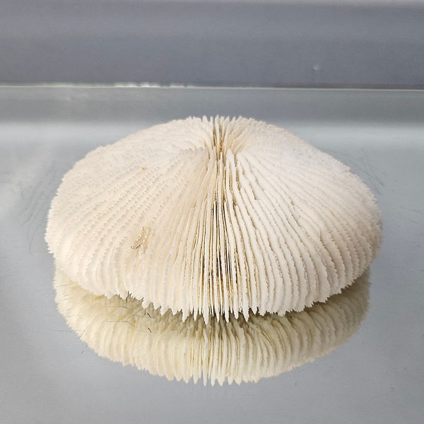 Large White Coral - Etsy