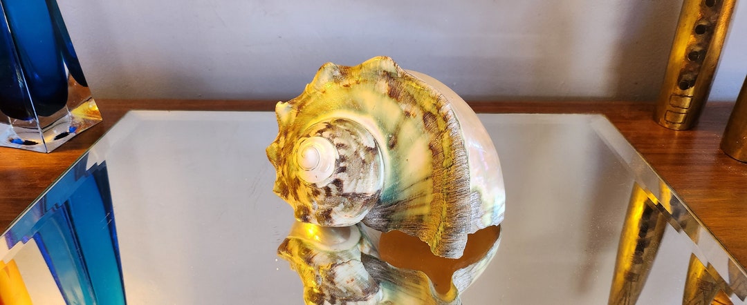 Old Natural Turbo Marmoratus Shell. Coastal Turban Marble. Shell, Sea ...