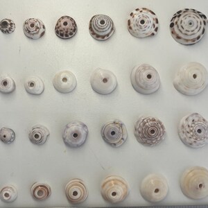 Hawaiian Puka Shells Vintage Natural Authentic - Etsy