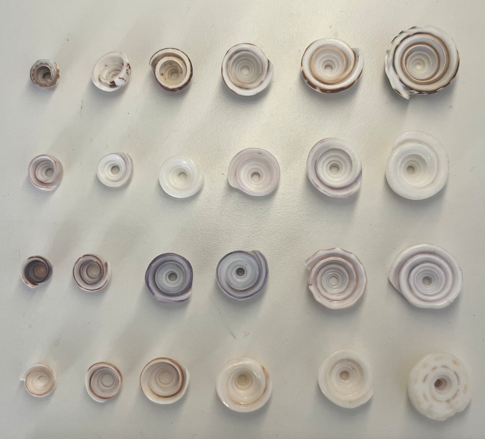 Hawaiian Puka Shells Vintage Natural Authentic - Etsy