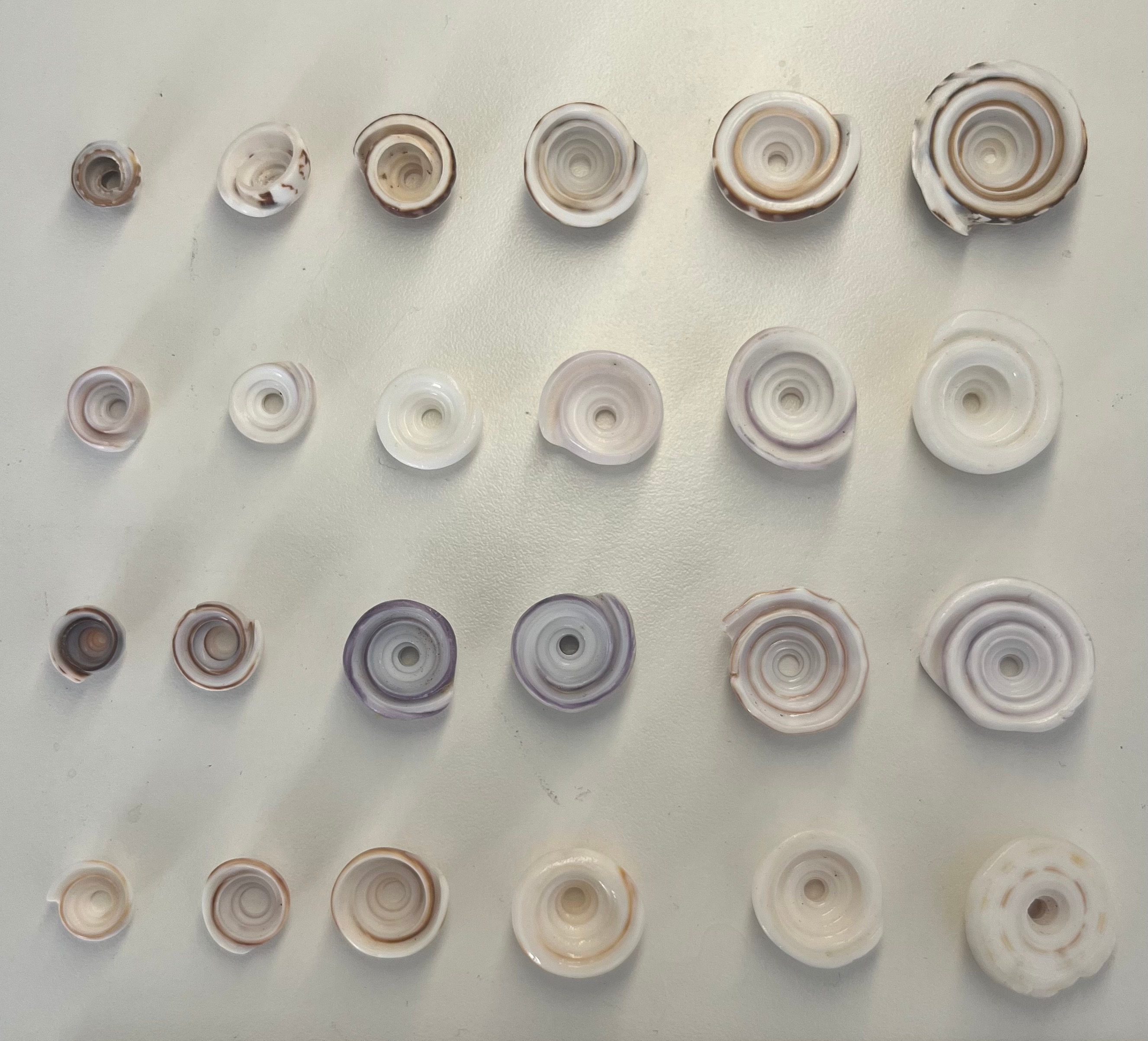 Hawaiian Puka Shells Vintage Natural Authentic - Etsy