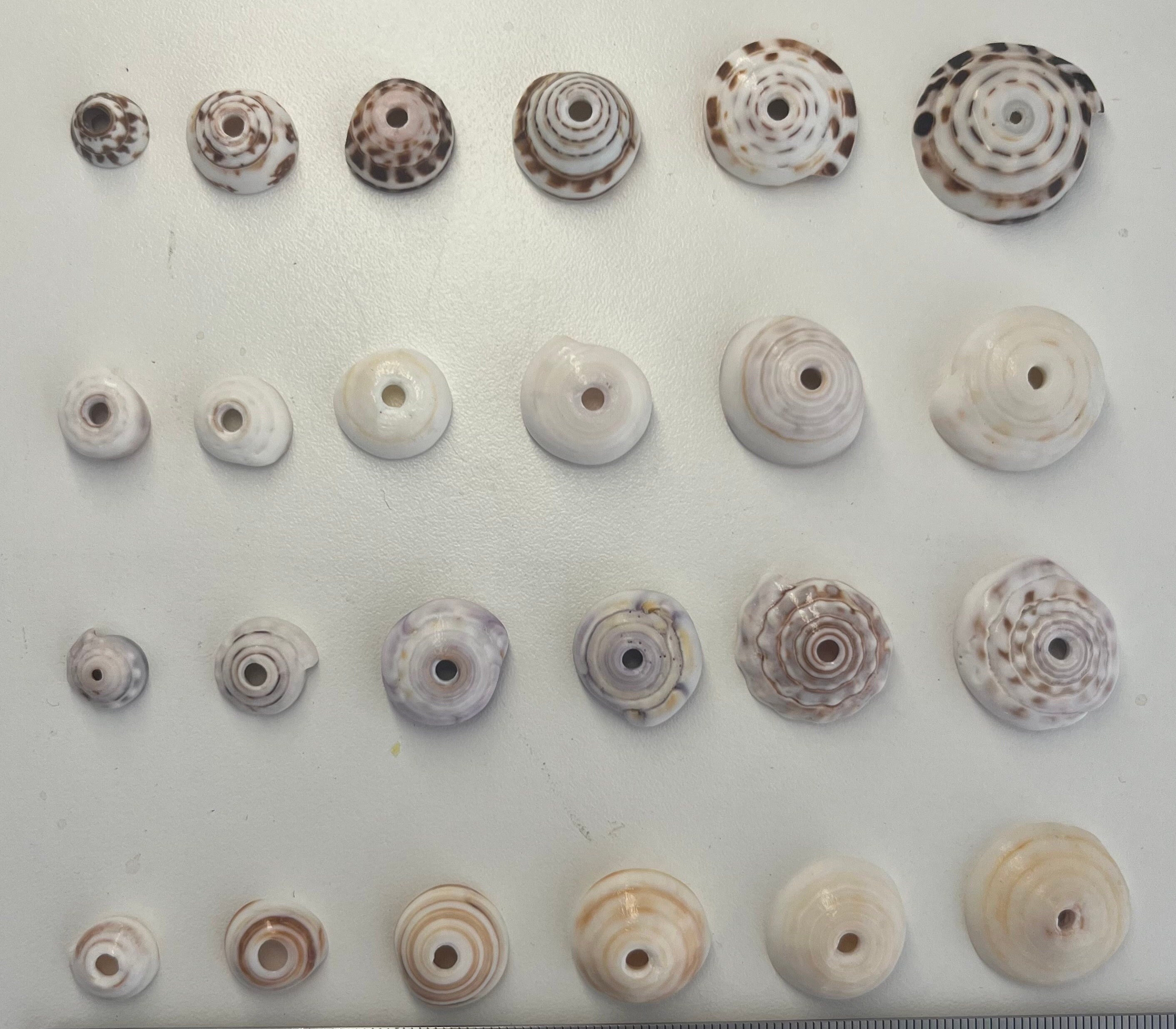 Hawaiian Puka Shells Vintage Natural Authentic - Etsy