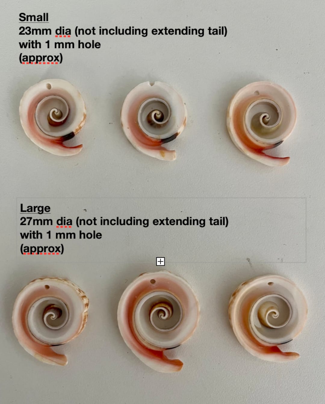 Vintage Round Strawberry Strombus Shells Center Slices With Drilled ...