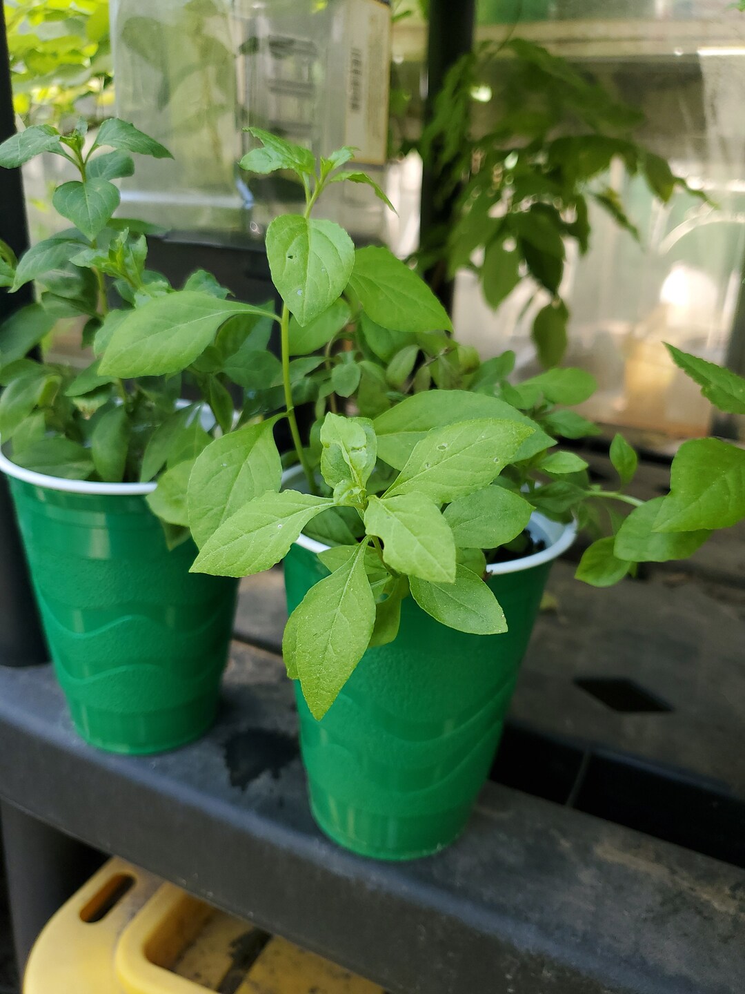 Gogi Berry Starter Plant - Etsy