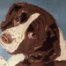 Raw Edge Applique 'nell the Springer Spaniel' - Etsy