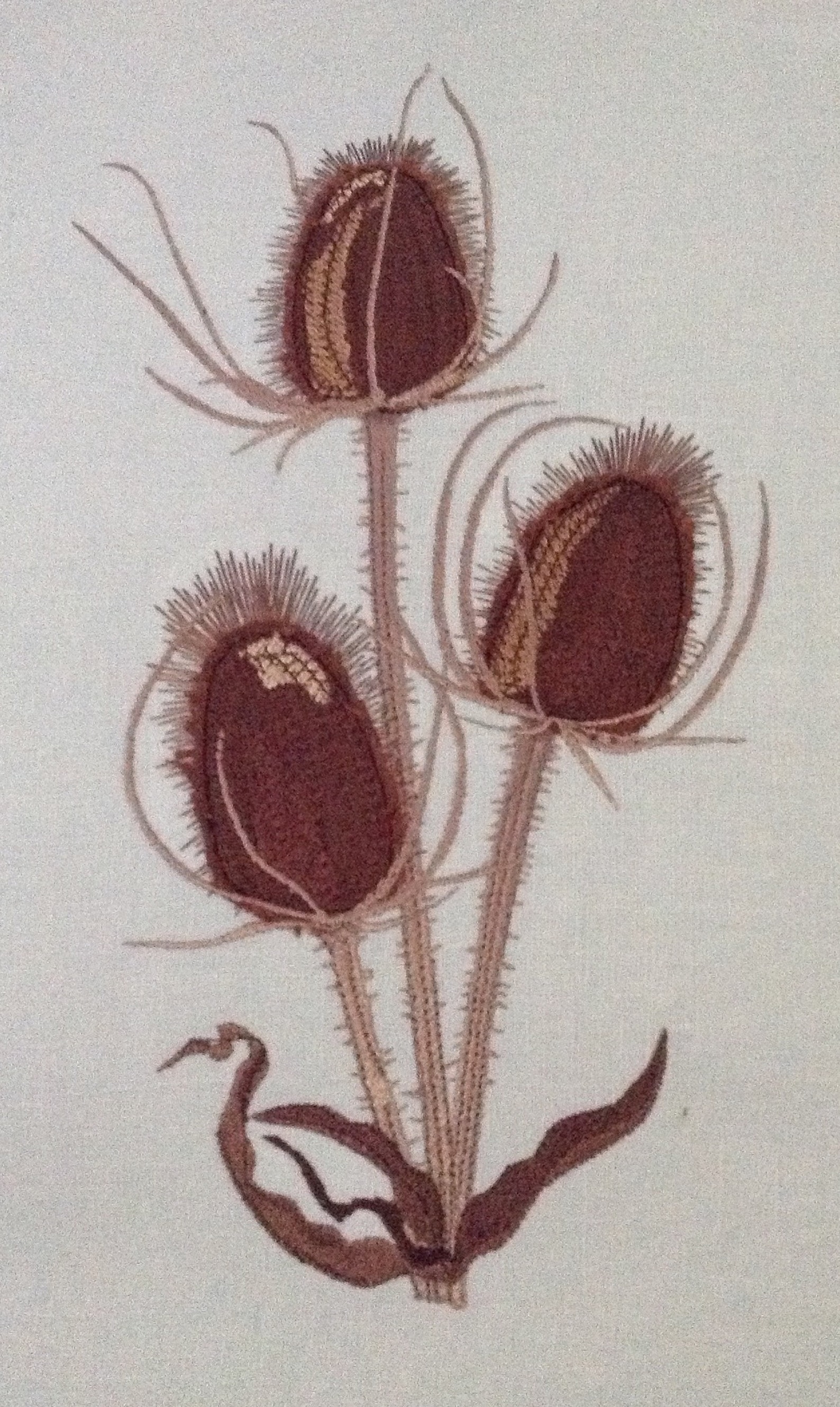 Raw Edge Applique Design 'teasels/thistle' | Etsy