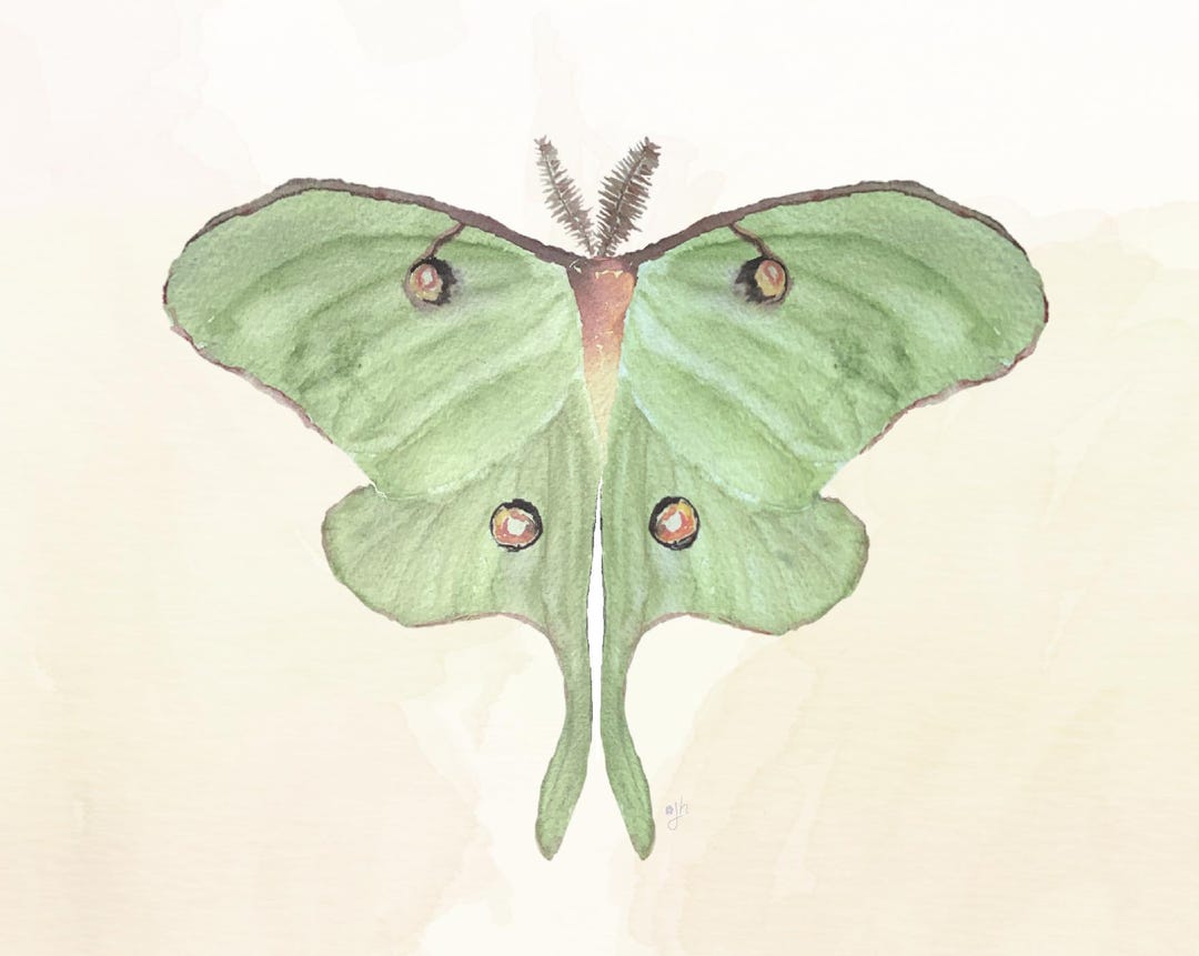 Luna Moth Art Print, Watercolor Hand-painted Art Print, Unframed ...