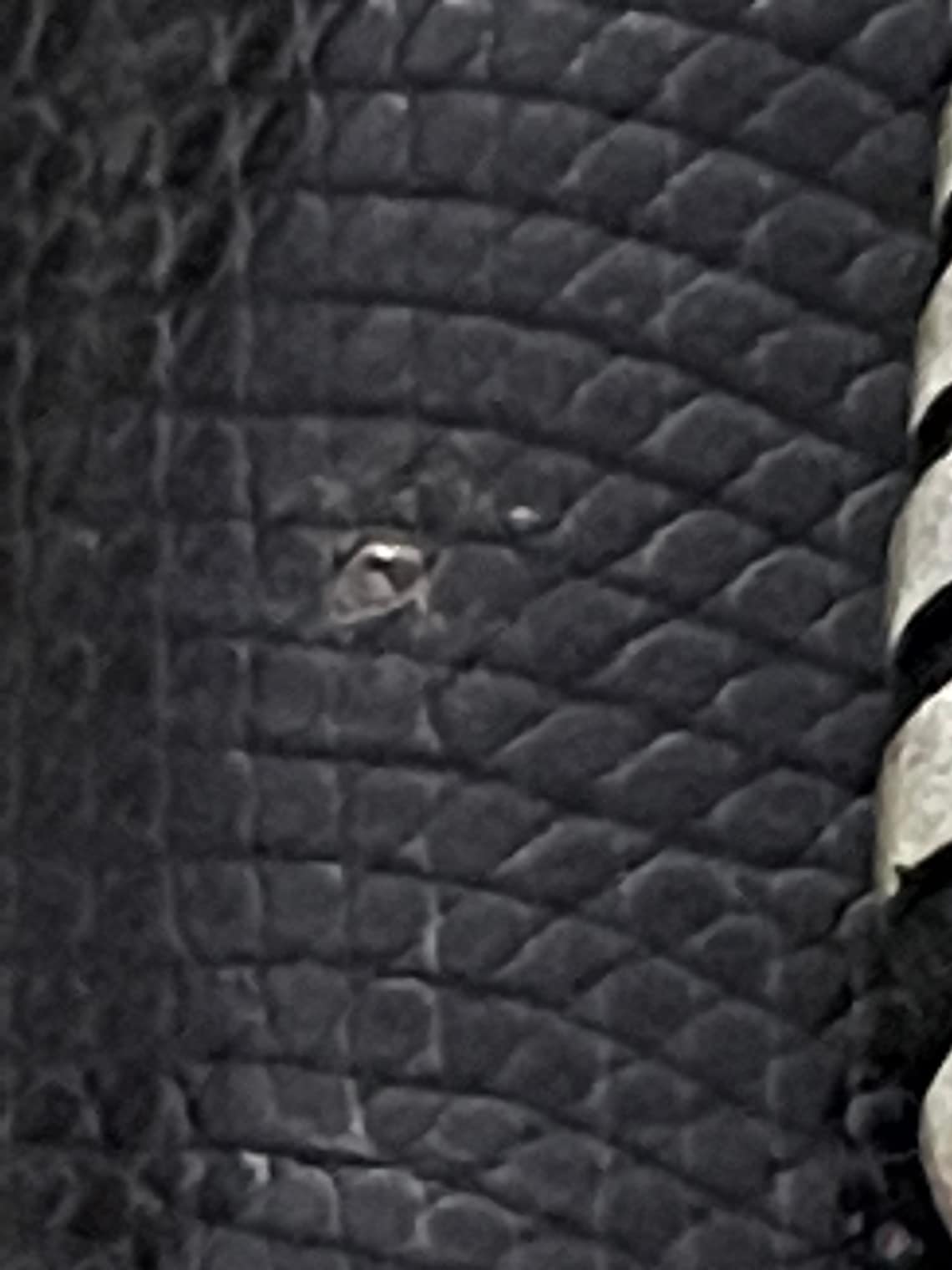 Biker Jerry Van Amburg Leathers CZ Blue Snake Skin Bracelet | Etsy