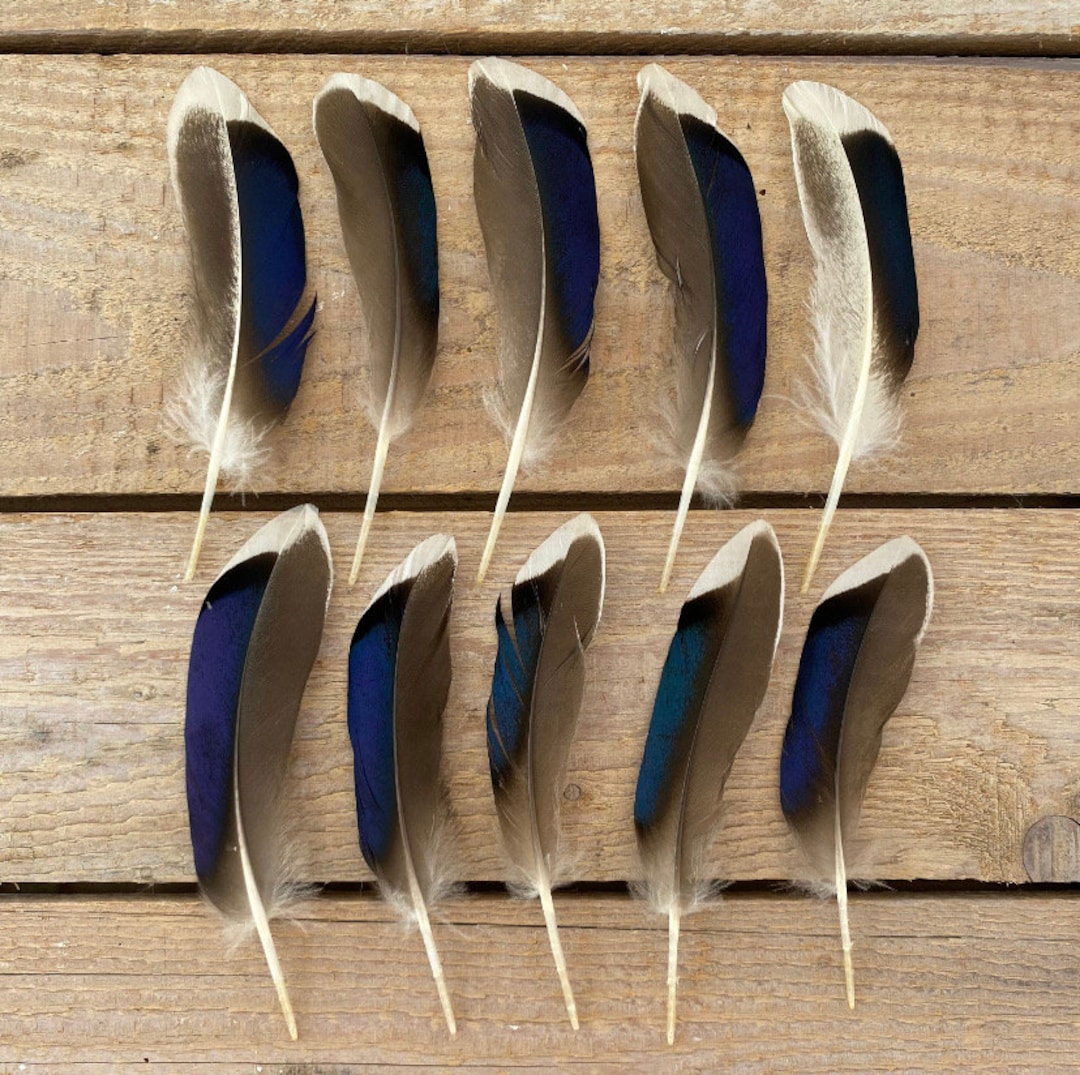 Blue Duck Feathers | Pack of 10 Feathers Feathers for Crafting ...