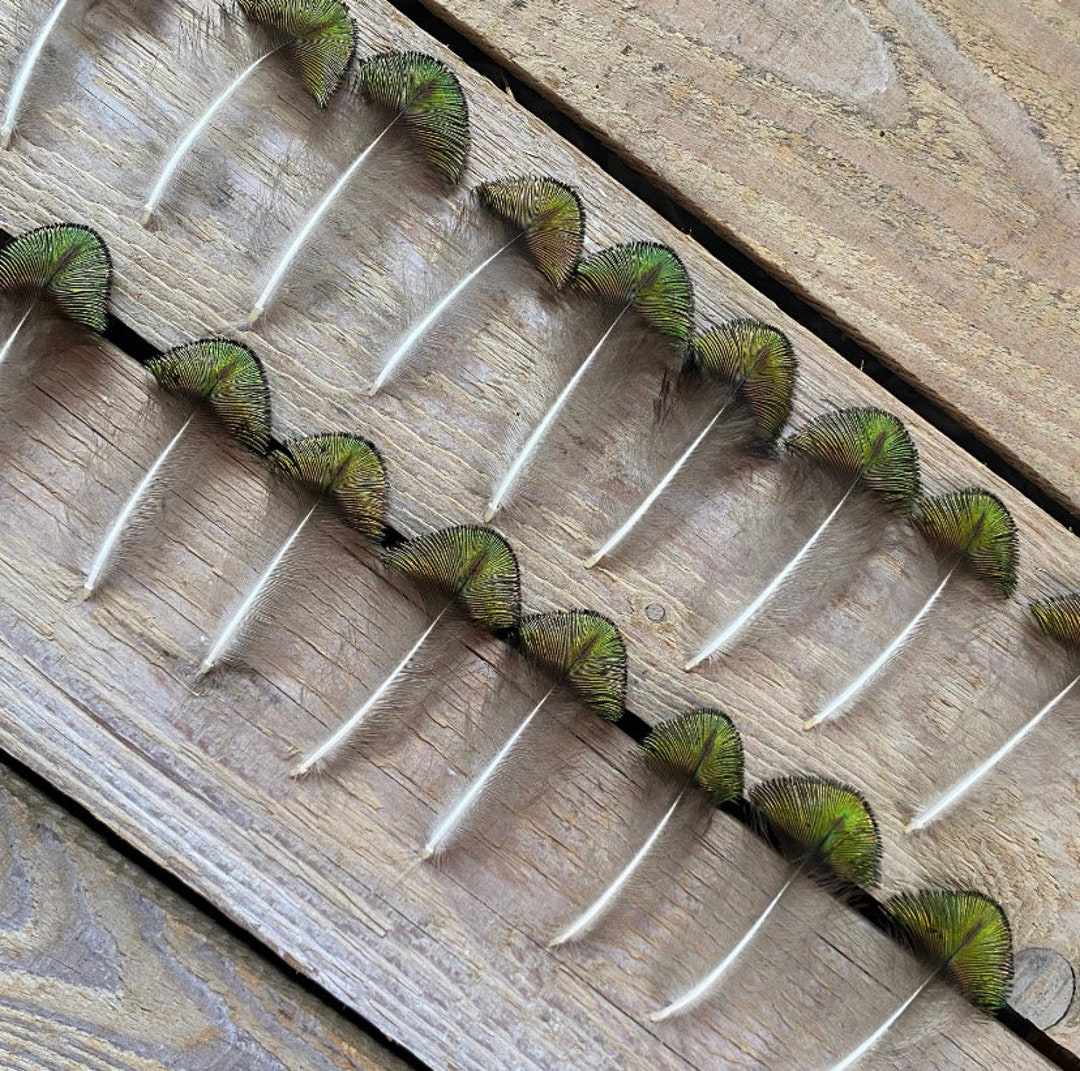 Green Peacock Feather | Pack of 20 Feathers | Bundle Feathers | Arts ...