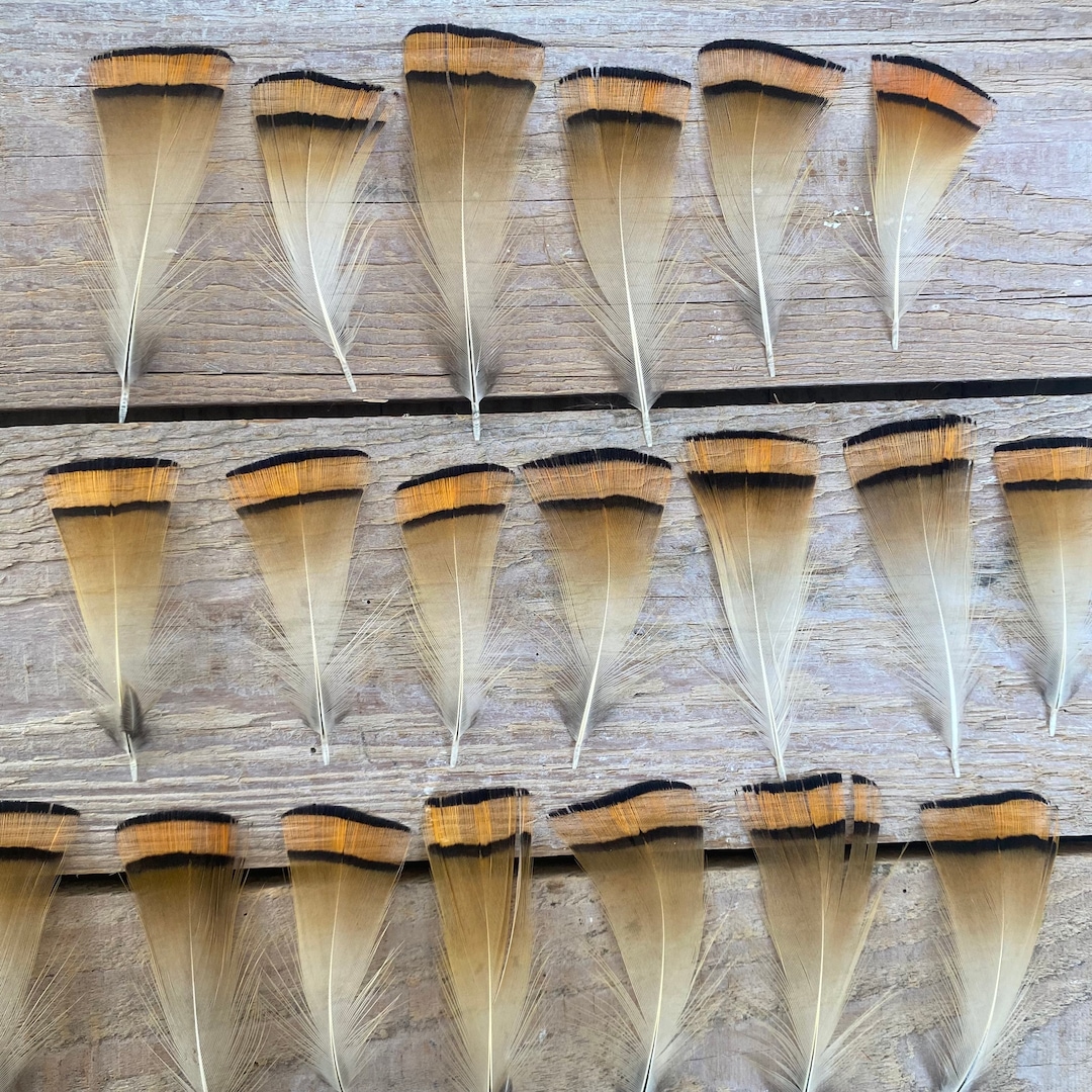 Golden Pheasant Feather | Pack of 20 Feathers | Bundle Feathers | Arts ...