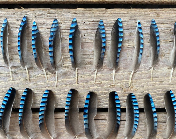 Blue Jay Feathers | Pack of 20 Feathers Feathers for Crafting | Natural ...