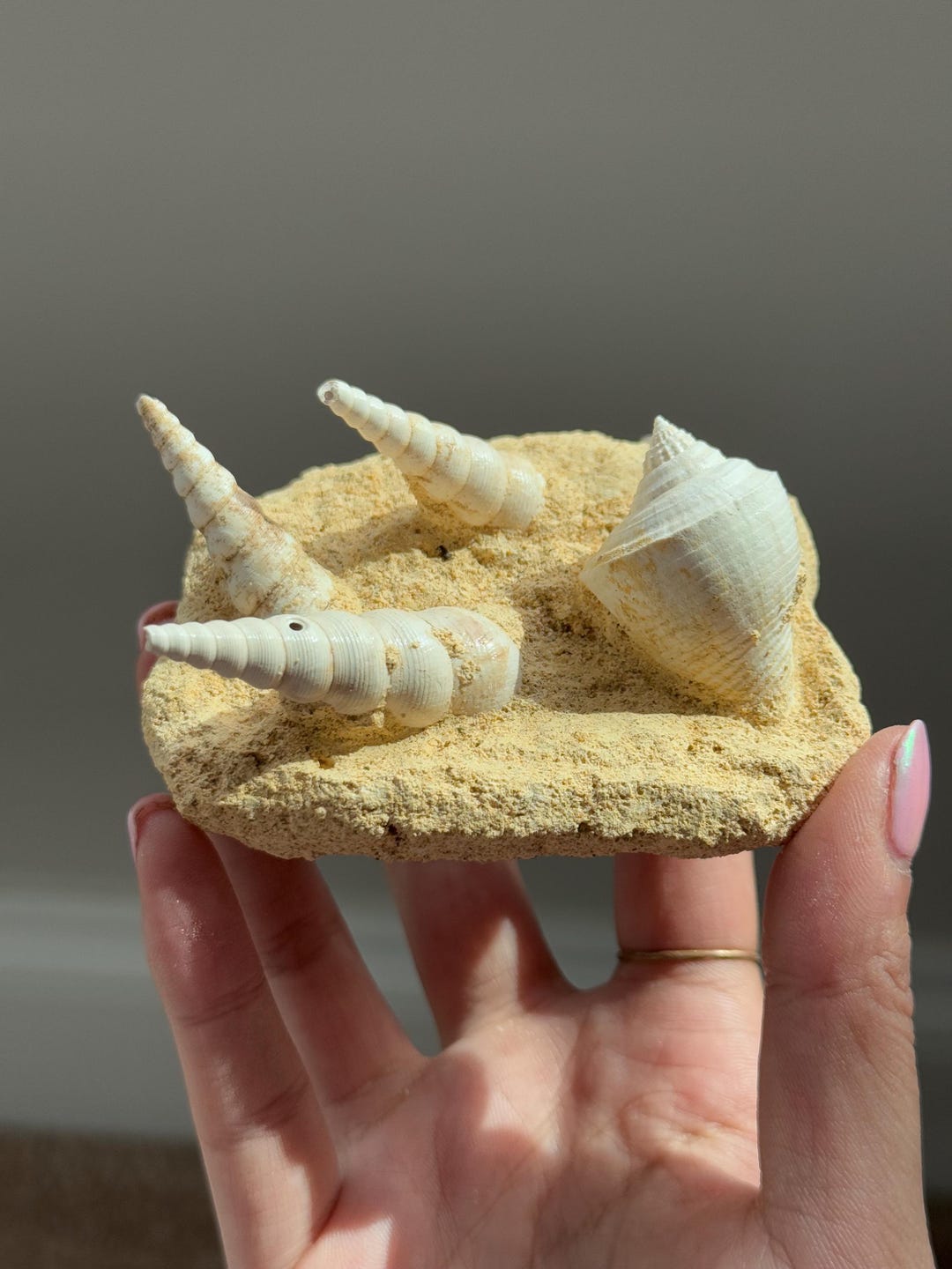 Fossil Turritella Shells on Matrix – Bordeaux, France / Eocene Epoch 50 ...
