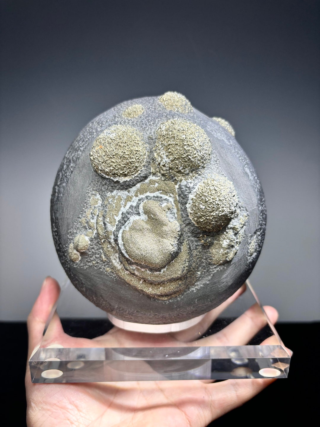 5.5" Bearpaw Pyrite Concretion From Yunnan, China / Mineral Specimens ...