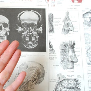 8 planches anatomie corps humain- 8 pages de gravures de larousse ...