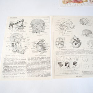 8 planches anatomie corps humain- 8 pages de gravures de larousse ...