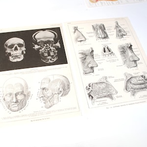 8 planches anatomie corps humain- 8 pages de gravures de larousse ...