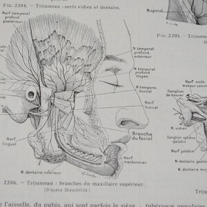 8 planches anatomie corps humain- 8 pages de gravures de larousse ...