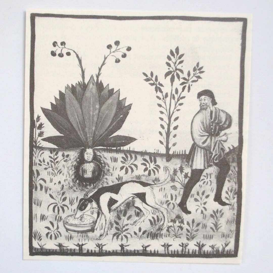 Medieval Fantasy Bestiary-6 Vintage Prints-fantastic Animals-mermaids ...