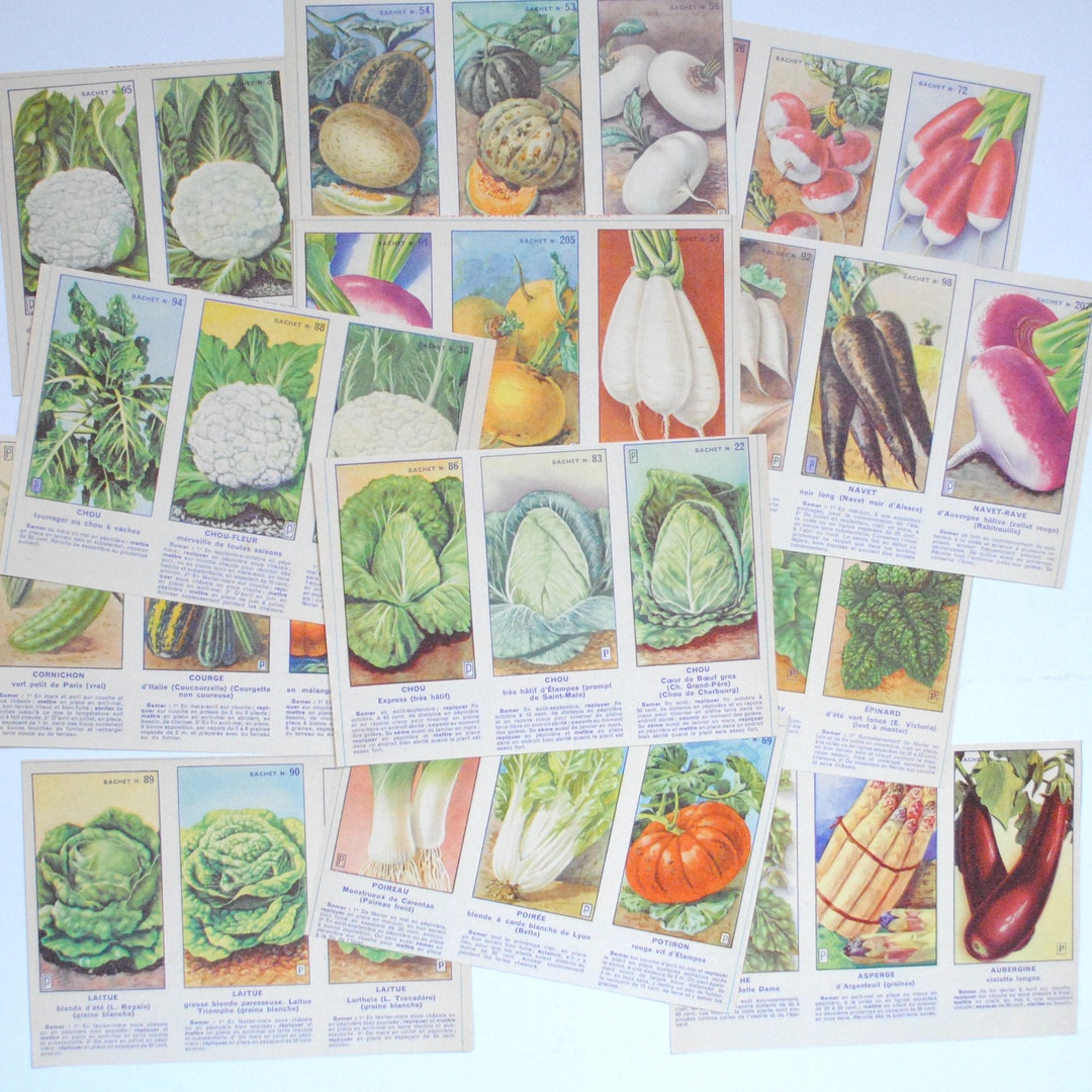 3 Vintage Vegetable Posters 15 Small Vegetable Sheets for Vegetable ...