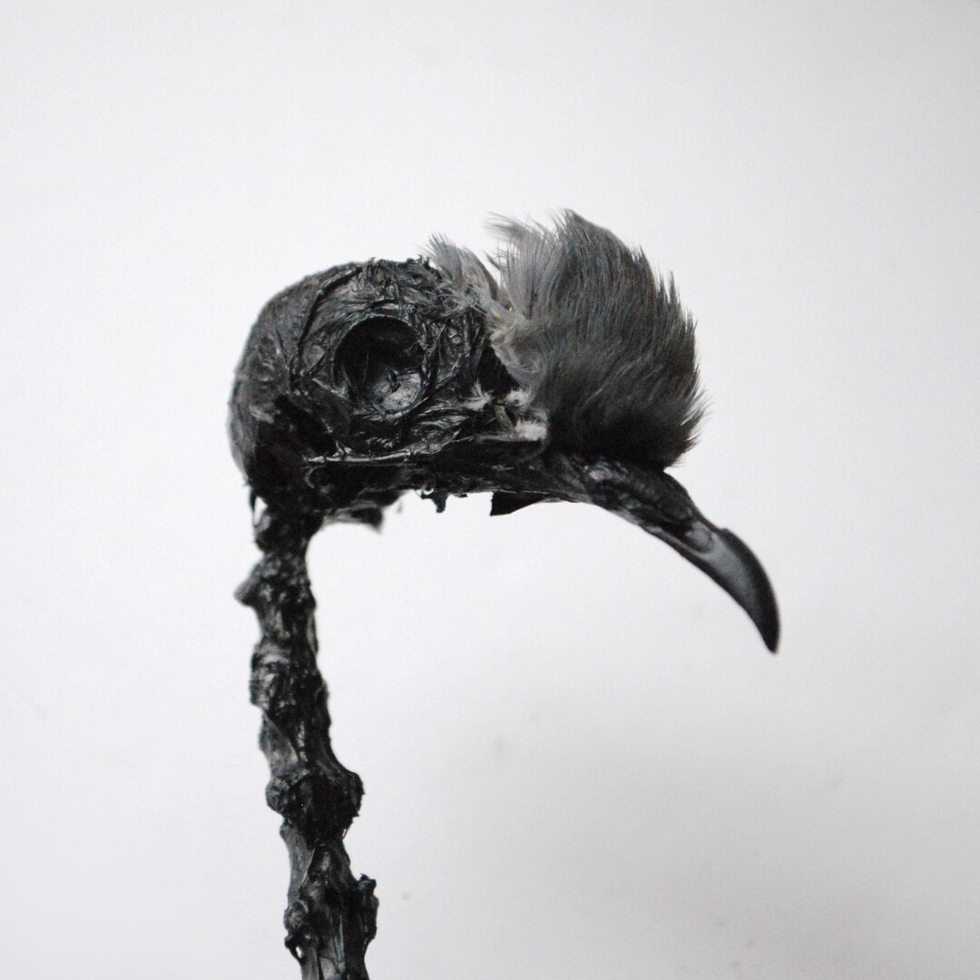 Rare Real Pigeon Skull Left by a Predator Painted Black Cabinet of ...