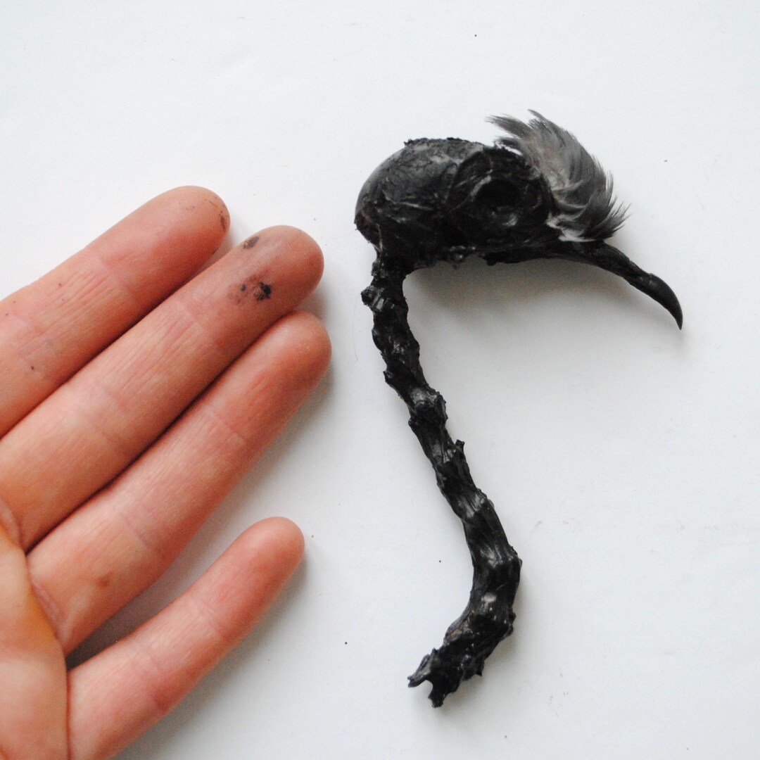 Rare Real Pigeon Skull Left by a Predator Painted Black Cabinet of ...