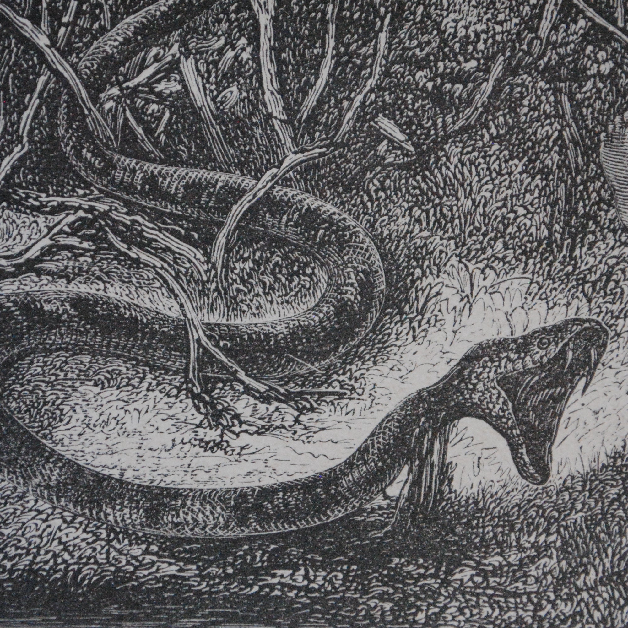 Giant Snake Drawings