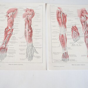 8 planches anatomie corps humain- 8 pages de gravures de larousse ...