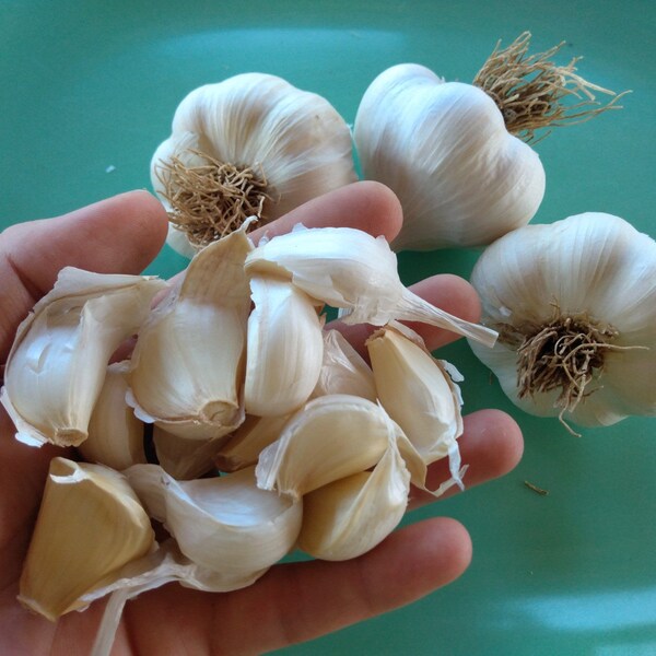 Garlic Keeper - Etsy