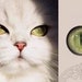 Realistic Light Green Cat Eyes Glass Eye Cabochon Eyes for Toys Small ...