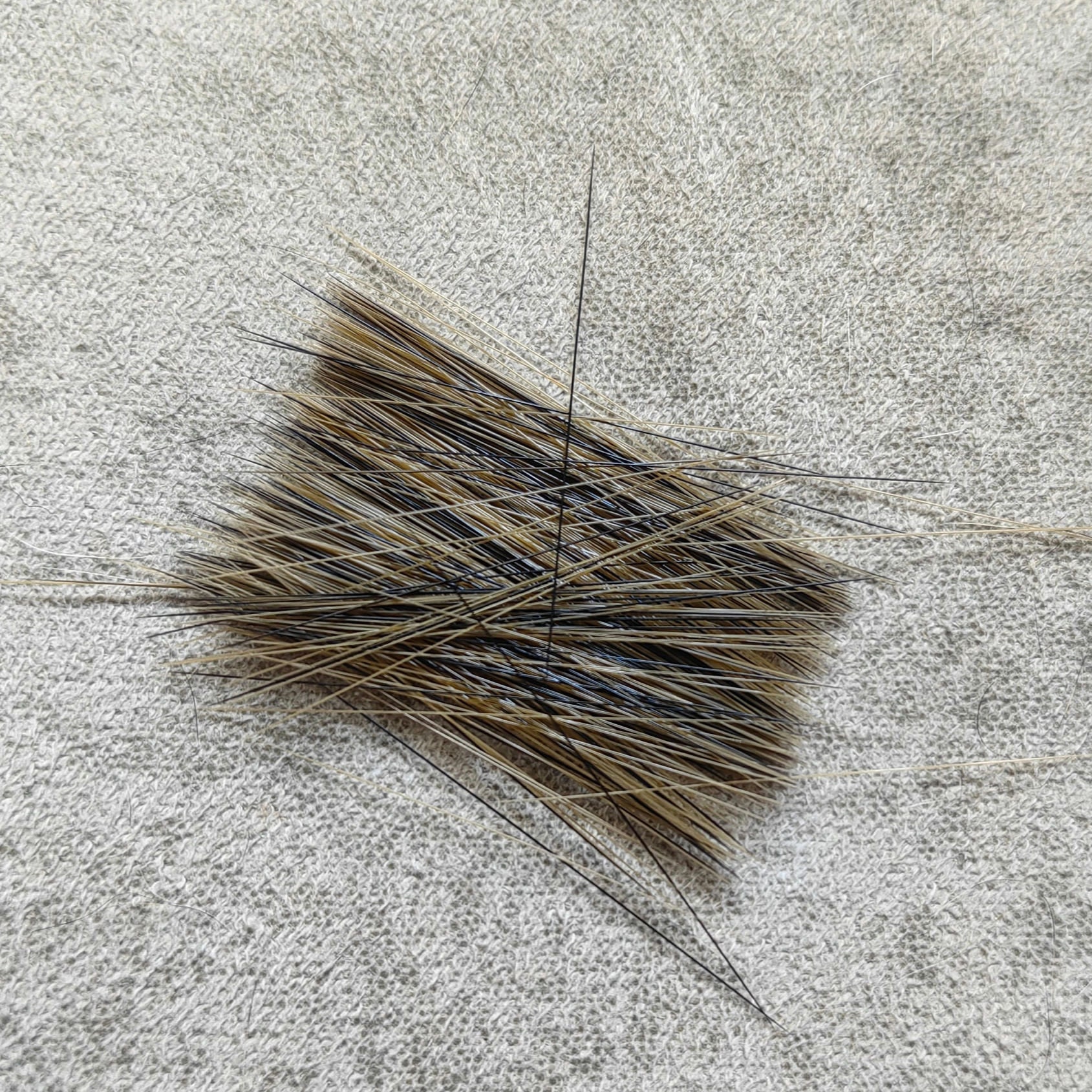 Realistic Cat Whiskers for Toy Making Dog Whiskers White Whiskers Black ...