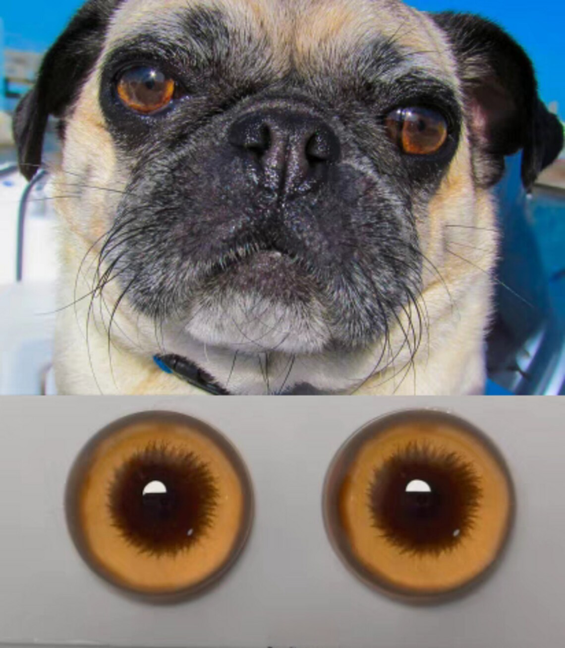 Realistic Yellow Dog Eyes Diy Glass Eye Cabochons Light Hazel Eyes for ...