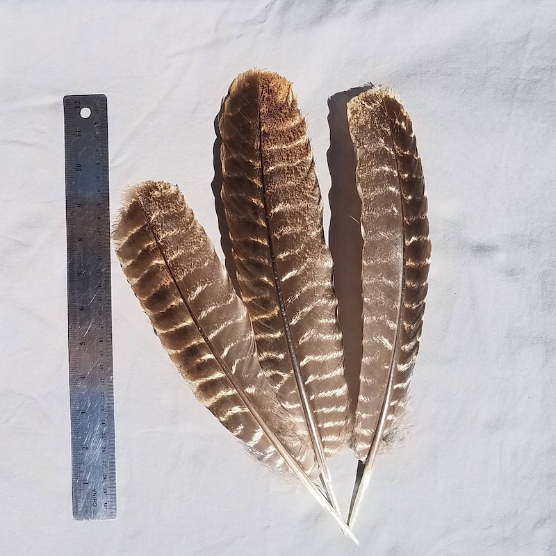 Wild Turkey Feathers - Etsy