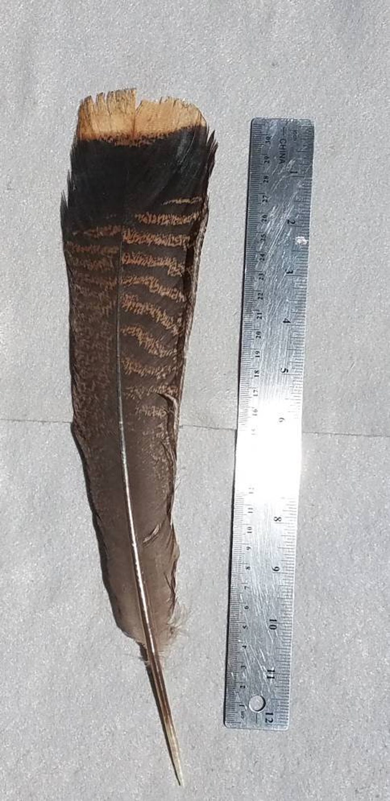 Wild Turkey Tail Feathers, Shed in Northern California, Ethically ...