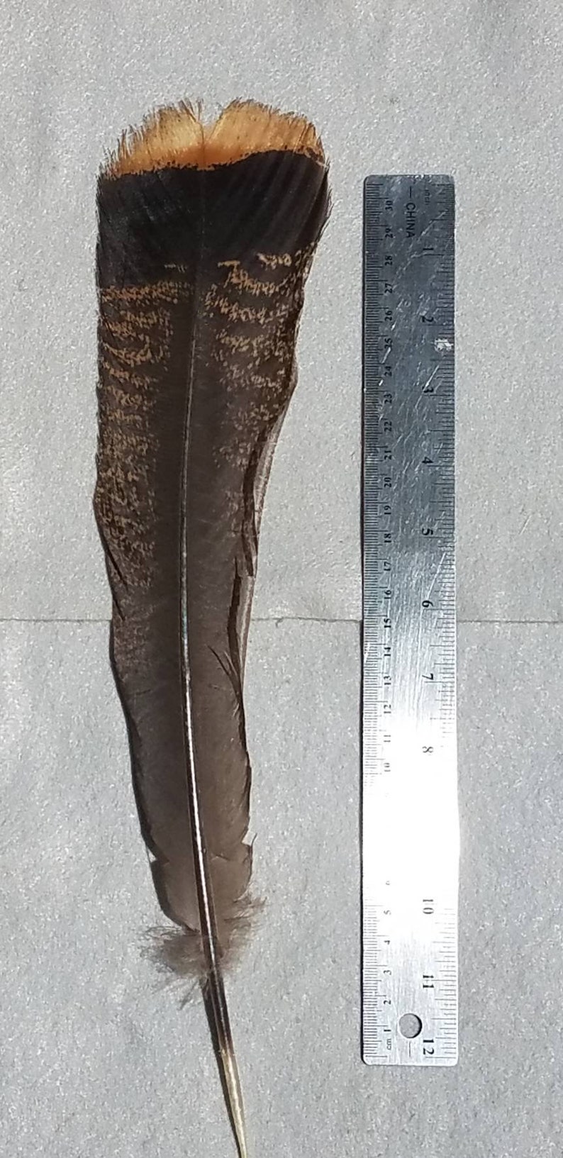 Wild Turkey Tail Feathers, Shed in Northern California, Ethically ...