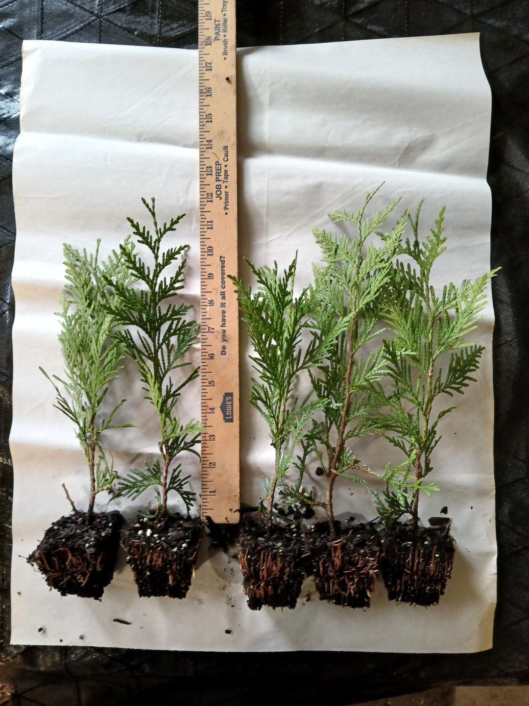 5 - Fast Growing Thuja Green Giants Tree Rooted Cuttings + FREE ...