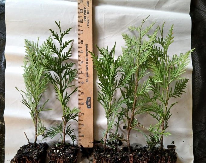 5 - Fast Growing Thuja Green Giants Tree Rooted Cuttings - Etsy