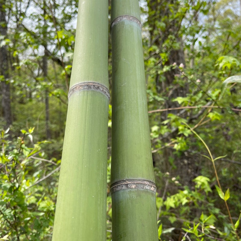 Bamboo Walking Stick - Etsy