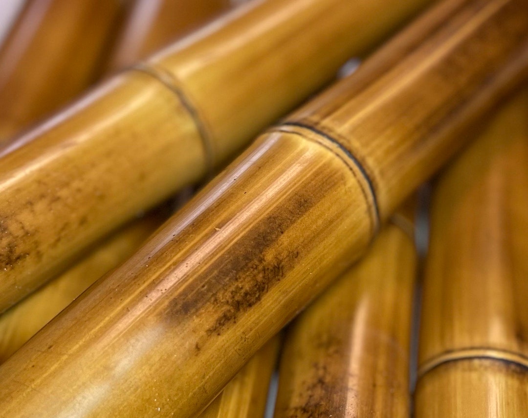 Flame Cured 2” Diameter Bamboo Pole (your Choice of Length) - Etsy Flame Cured 2” Diameter Bamboo Pole (your Choice of Length) - Etsy