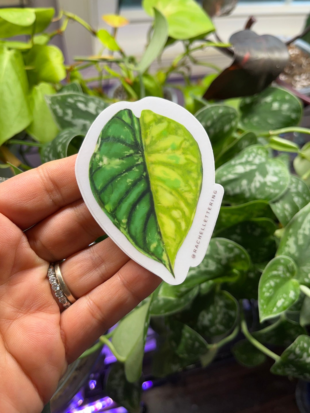 Variegated Alocasia CLEAR Sticker Decal Terrarium Plant - Etsy