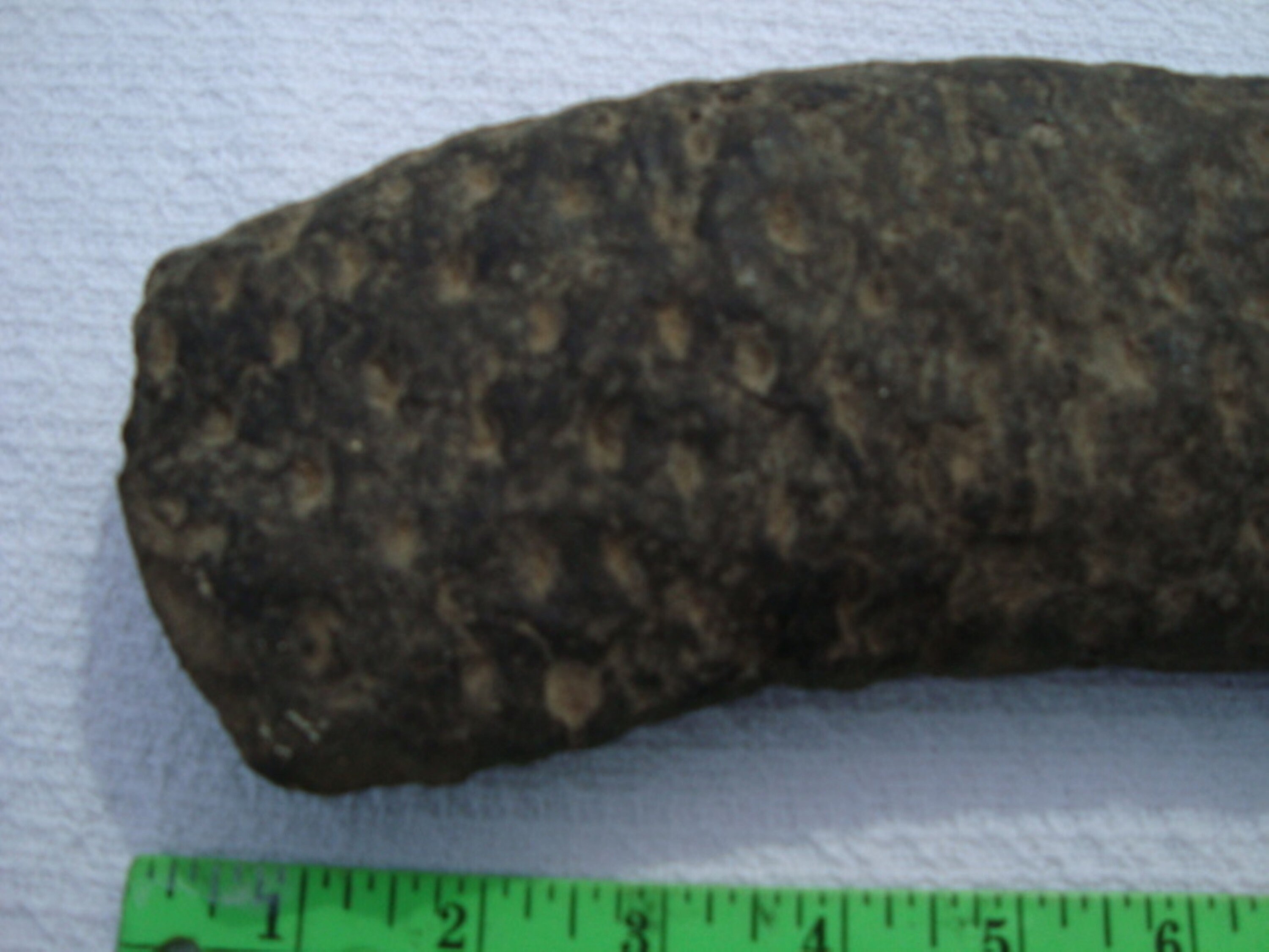 RARE 19” Fossil Stigmaria Root, 3D Preserved, Museum Centerpiece ...