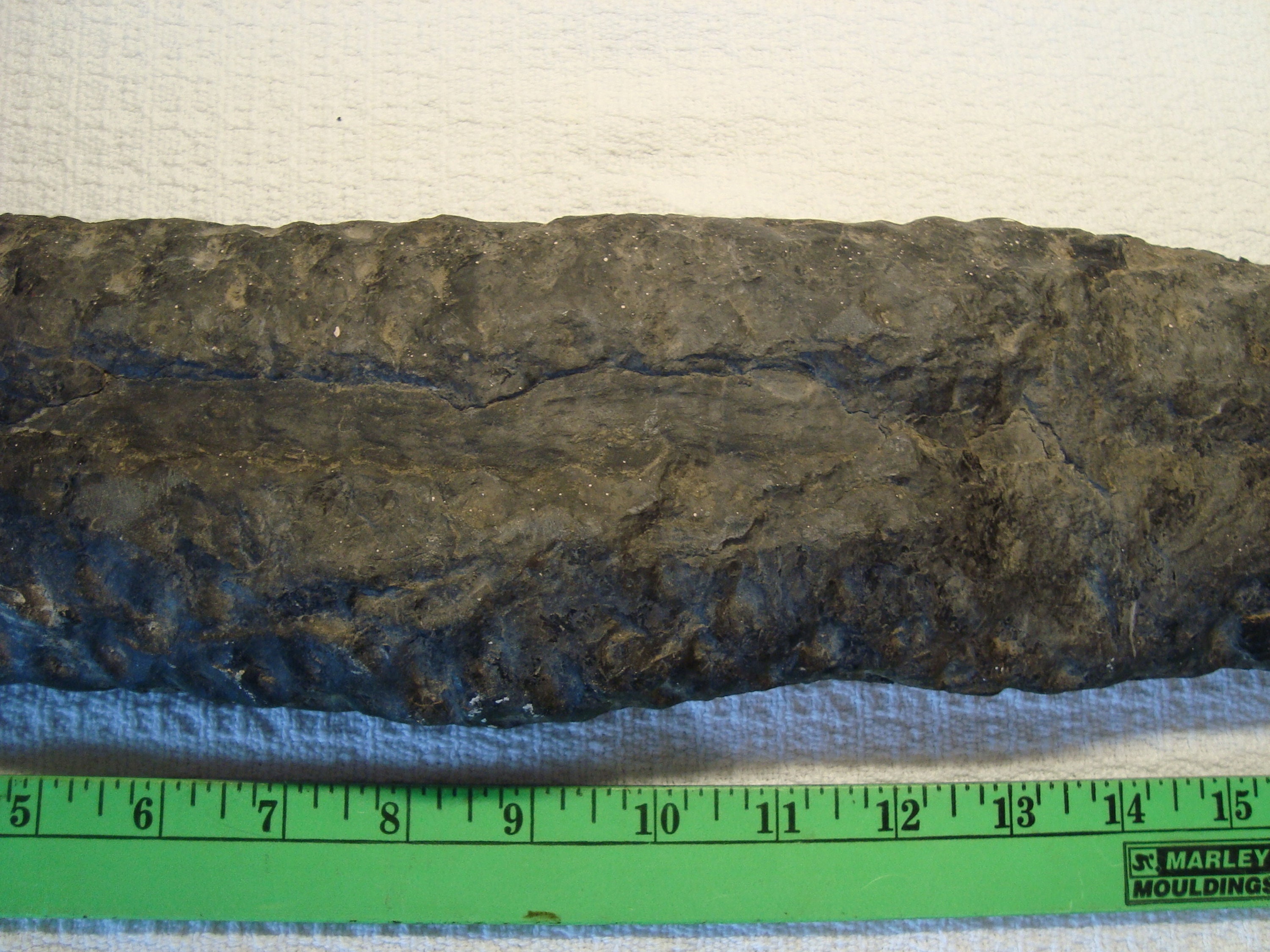 RARE 19” Fossil Stigmaria Root, 3D Preserved, Museum Centerpiece ...