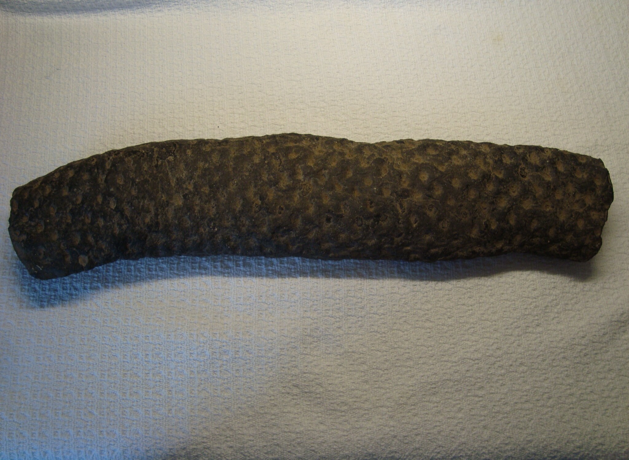 RARE 19” Fossil Stigmaria Root, 3D Preserved, Museum Centerpiece ...