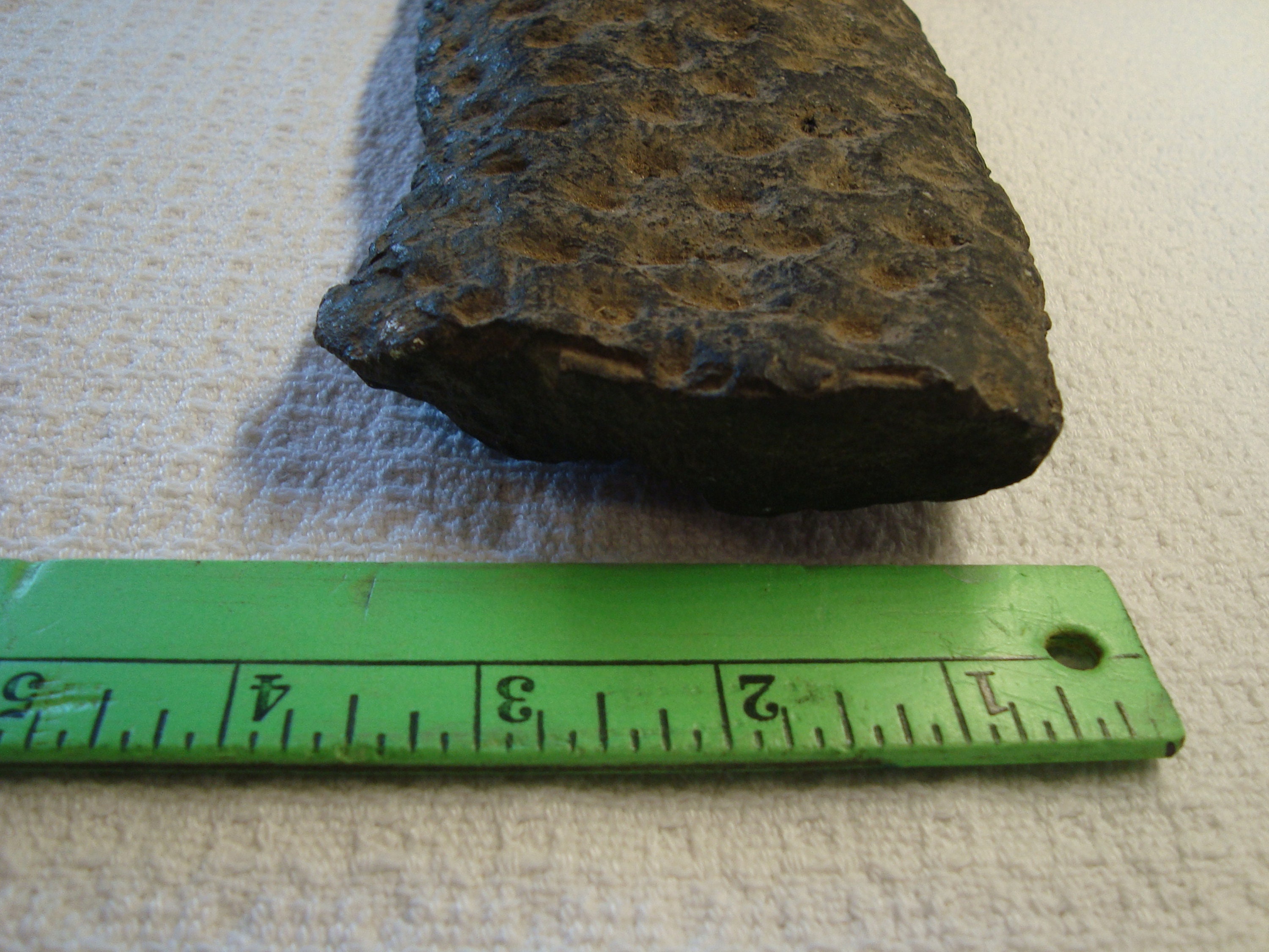 RARE 19” Fossil Stigmaria Root, 3D Preserved, Museum Centerpiece ...