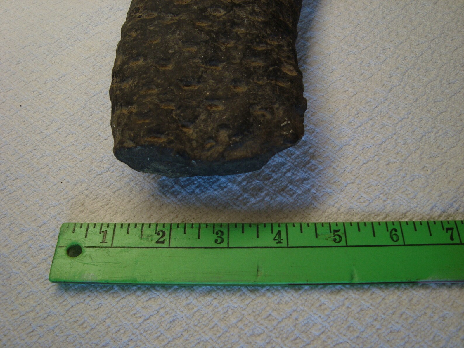 RARE 19” Fossil Stigmaria Root, 3D Preserved, Museum Centerpiece ...