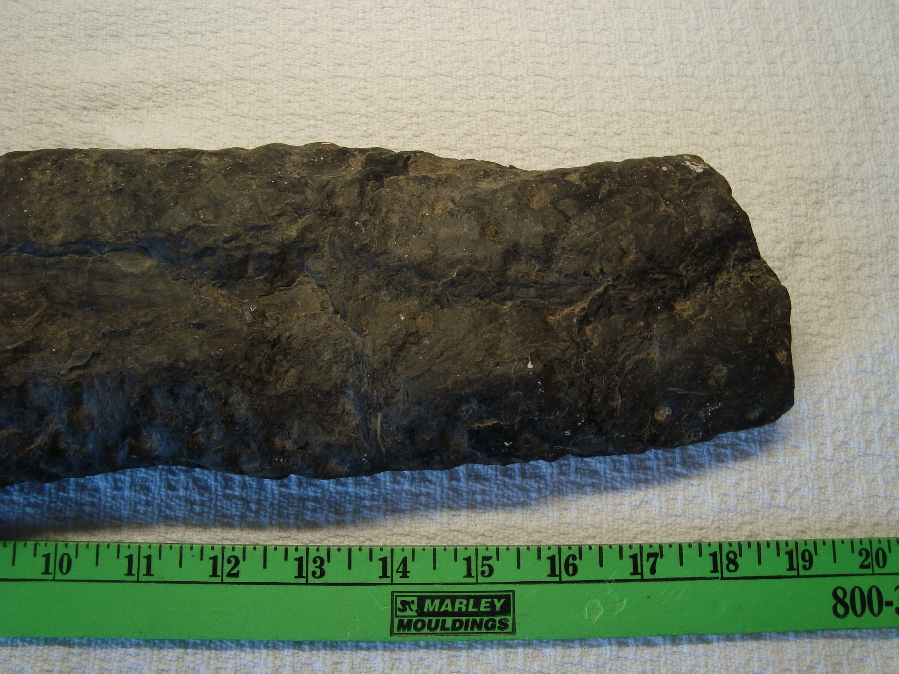 RARE 19 Fossil Stigmaria Root, 3D Preserved, Museum Centerpiece Display ...