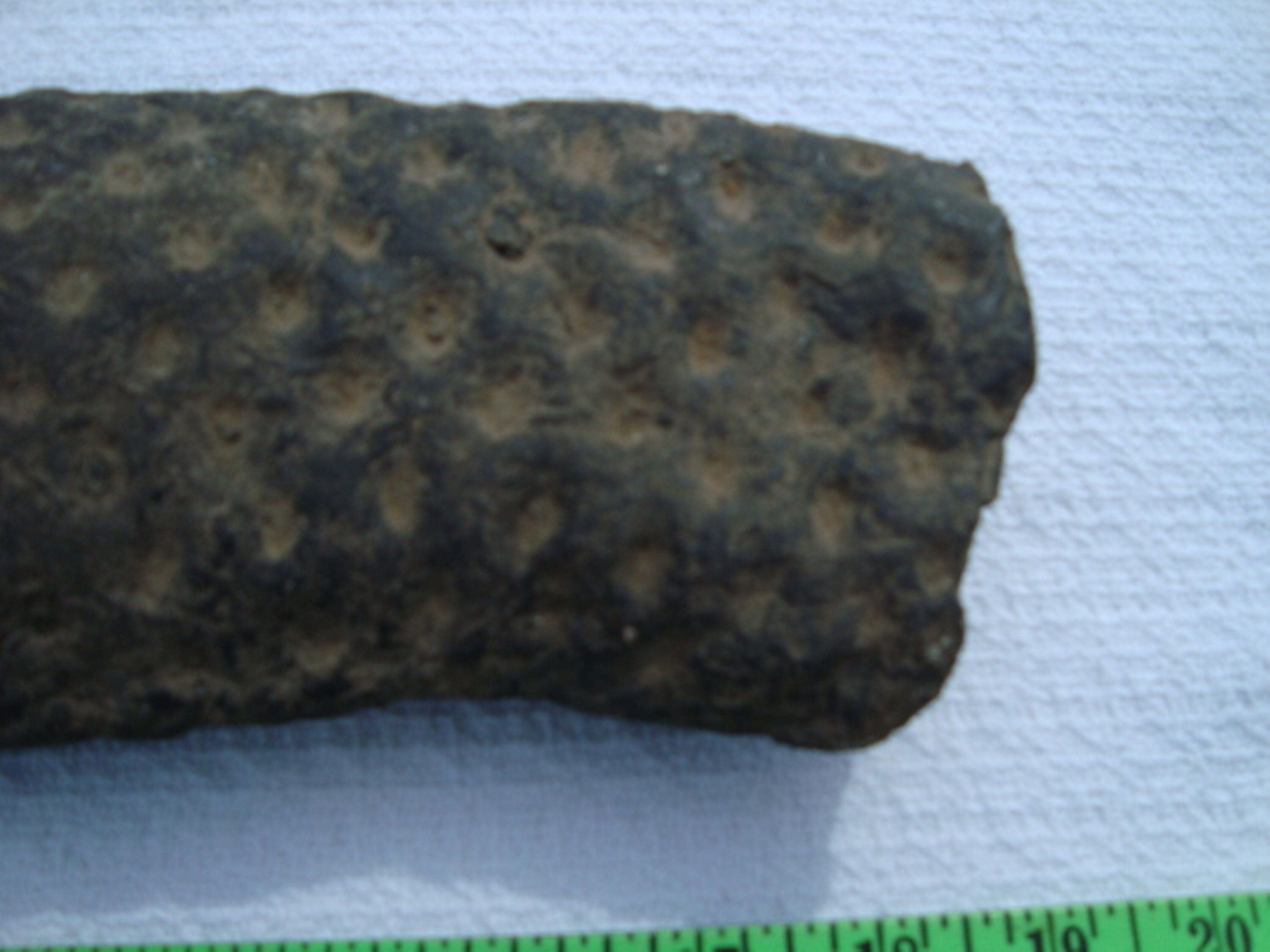 RARE 19” Fossil Stigmaria Root, 3D Preserved, Museum Centerpiece ...