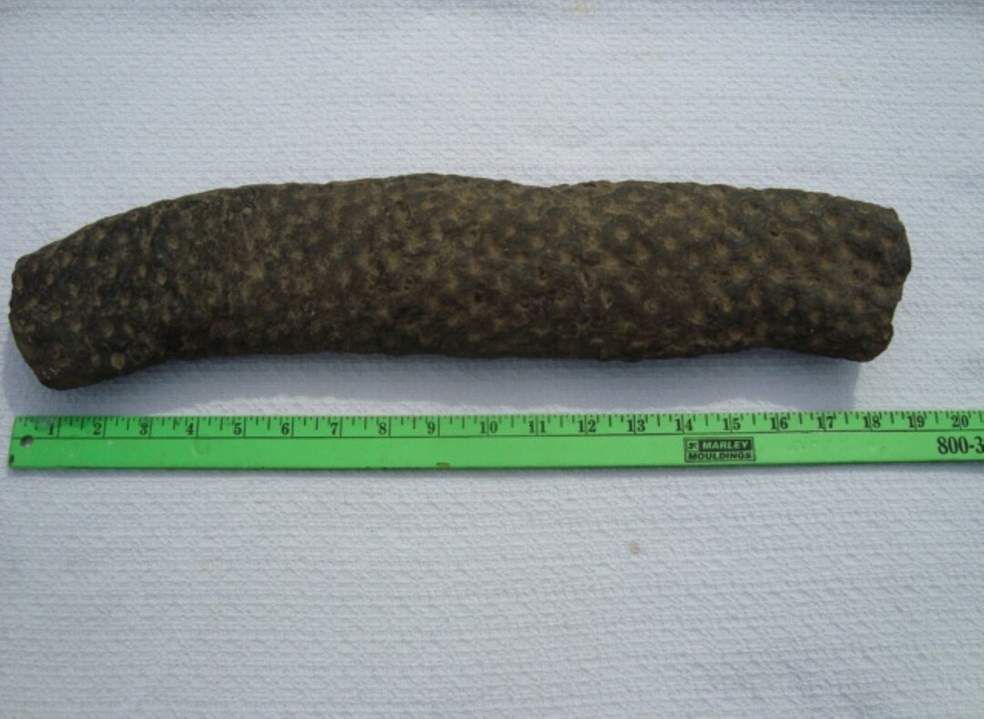 RARE 19” Fossil Stigmaria Root, 3D Preserved, Museum Centerpiece ...