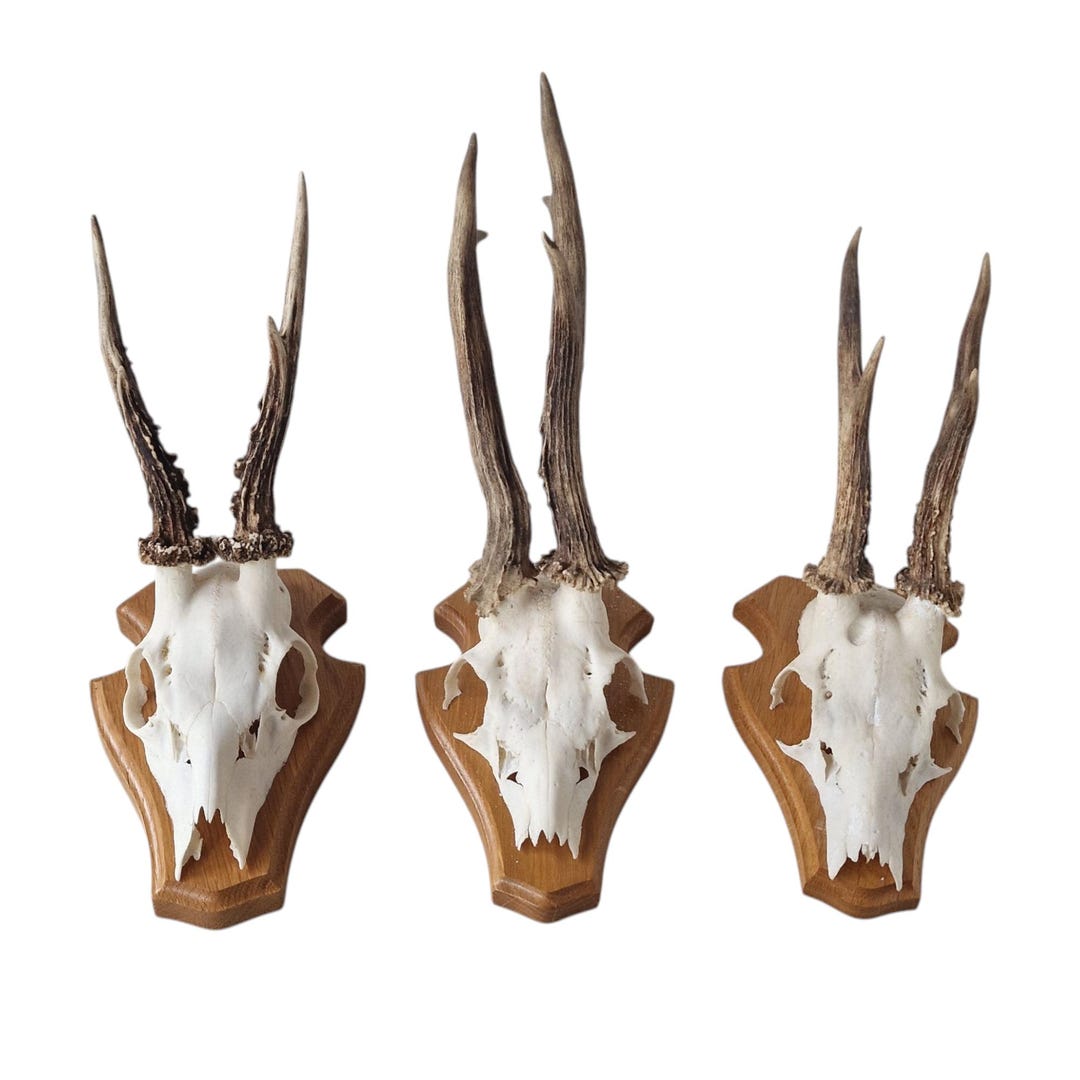 Deer Antler Mounts on Wood Shield, Hunting Decor (set of 3) - Etsy