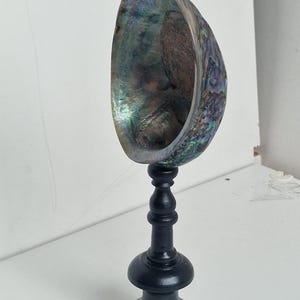 Antique Shell on Wood Stand, Oude Albalone Schelp Op Voet, Shell on ...